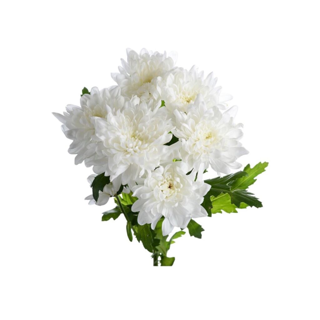 Flower Guide – Floristics8